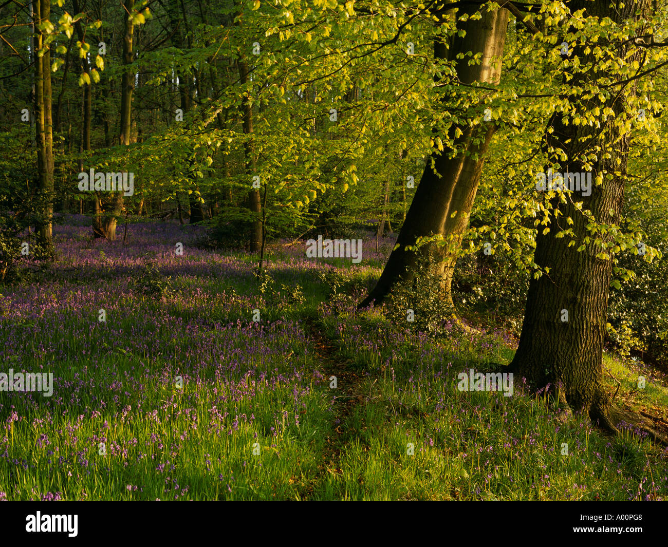 Footpath through bluebell wood, Alston wood, Ribble Valley, Lancashire ...