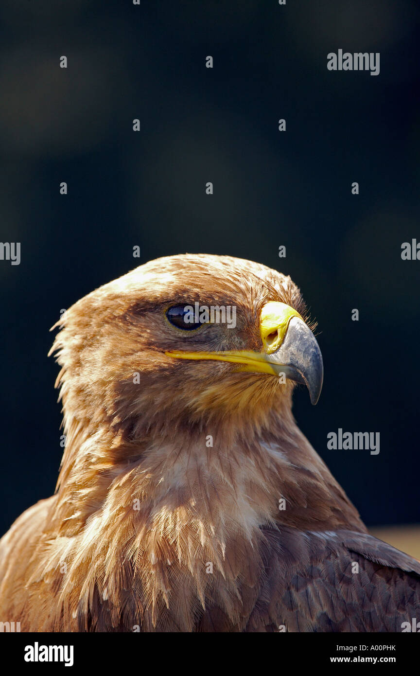 Eagle aquila hi-res stock photography and images - Alamy