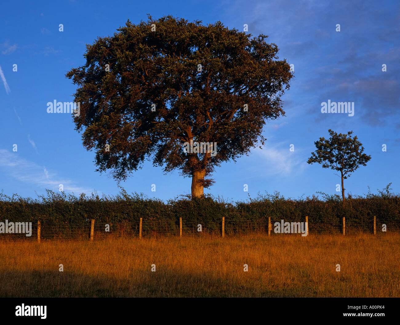 Beech Tree and Young Rowan Tree Regenerating in Hedgerow, North Wales ...