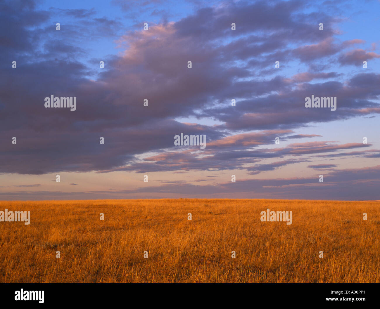 Prairie horizon hi-res stock photography and images - Alamy
