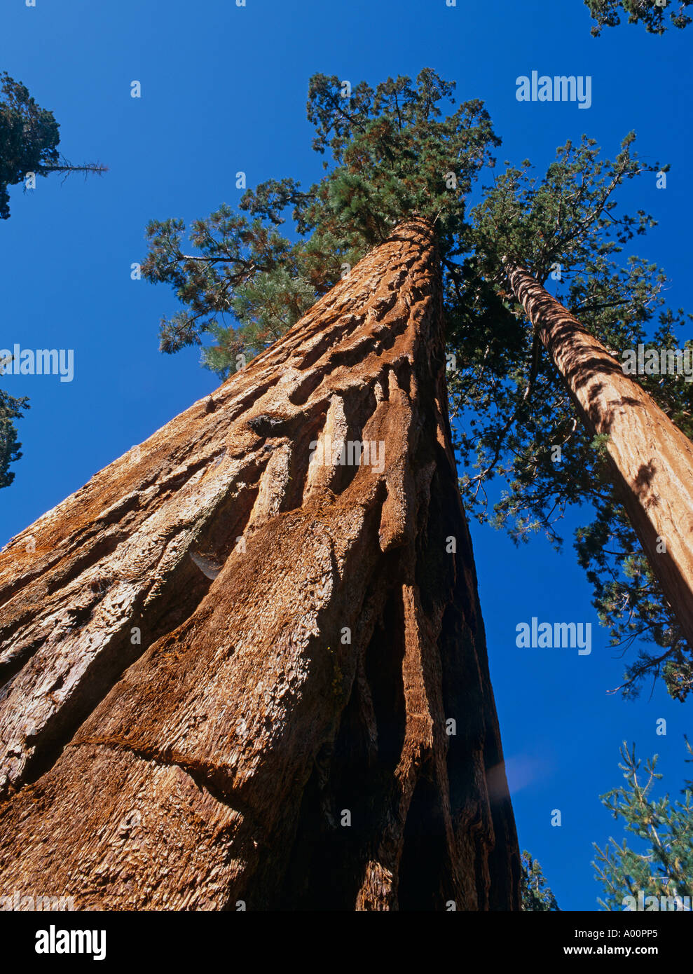 Redwood tree (Sequoia gigantea). Mariposa Grove, Yosemite National Park ...