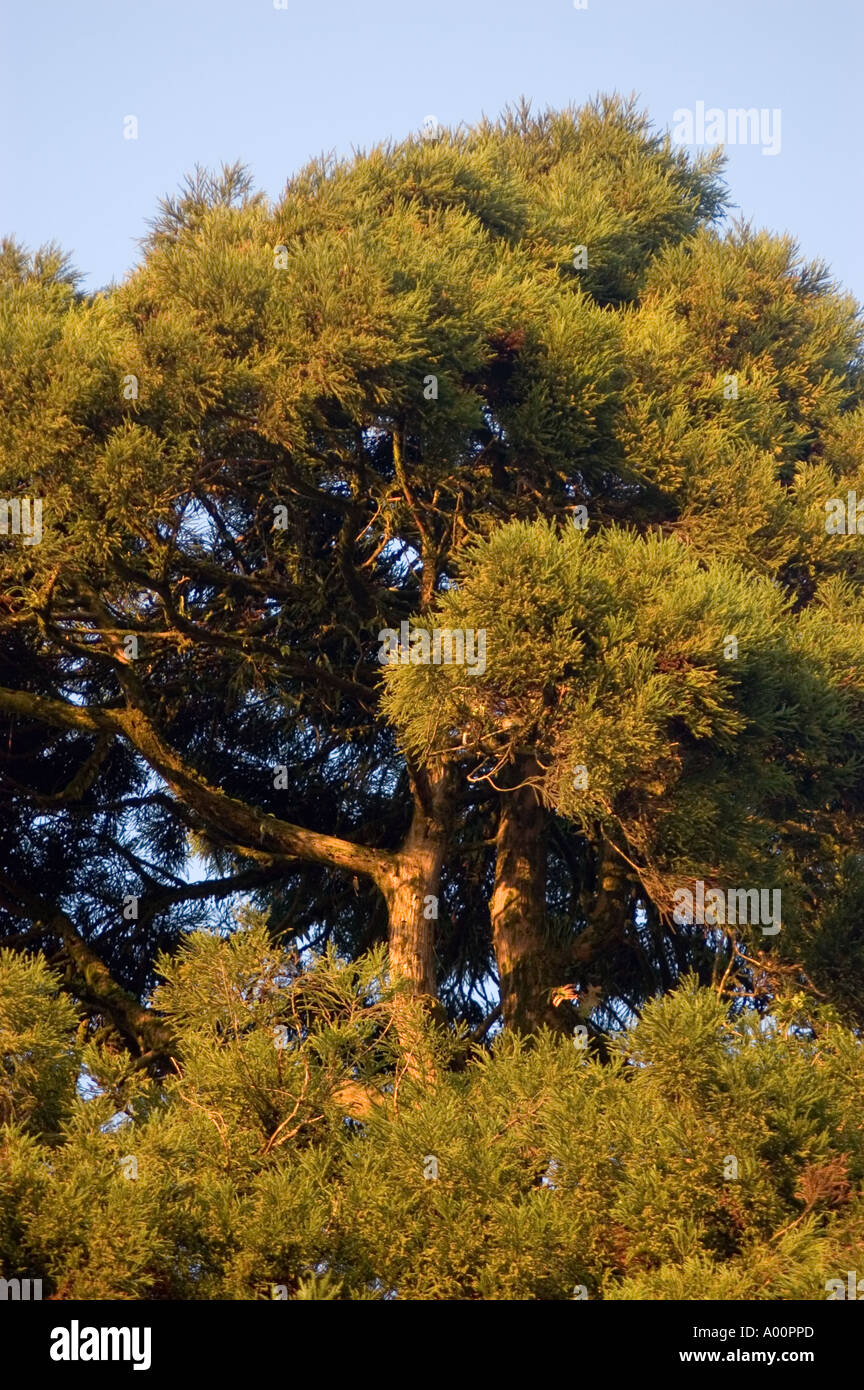 Himalayan pine tree growing in Darjeeling area India Stock Photo - Alamy