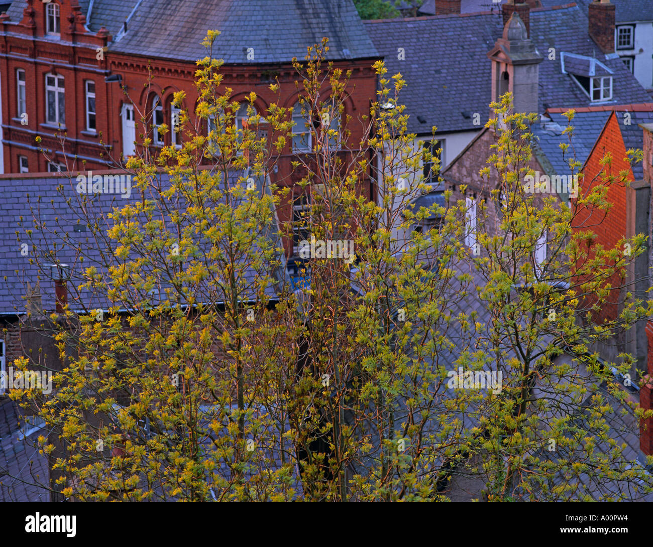 Ash trees unfolding in spring in small urban town, Denbigh, North Wales ...