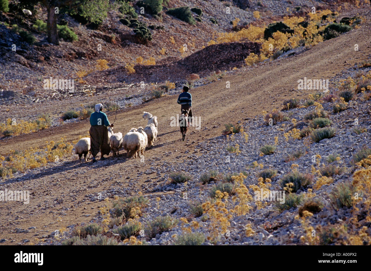 Turkish woman her son herd sheep in the rural village of BEZIRGAN ...