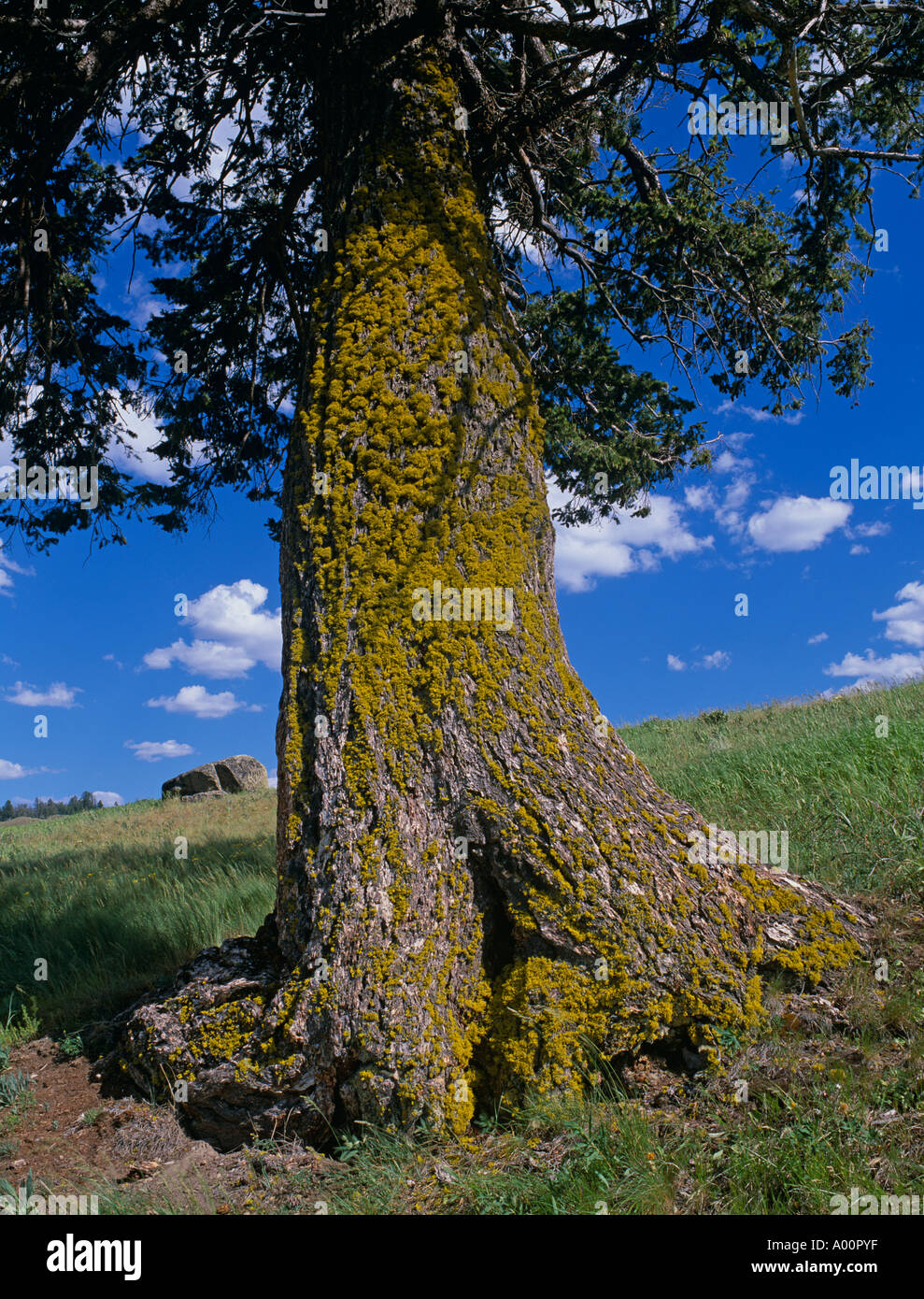 Sub alpine Fir (Abies lasiocarpa) covered in lichen. Yellowstone ...