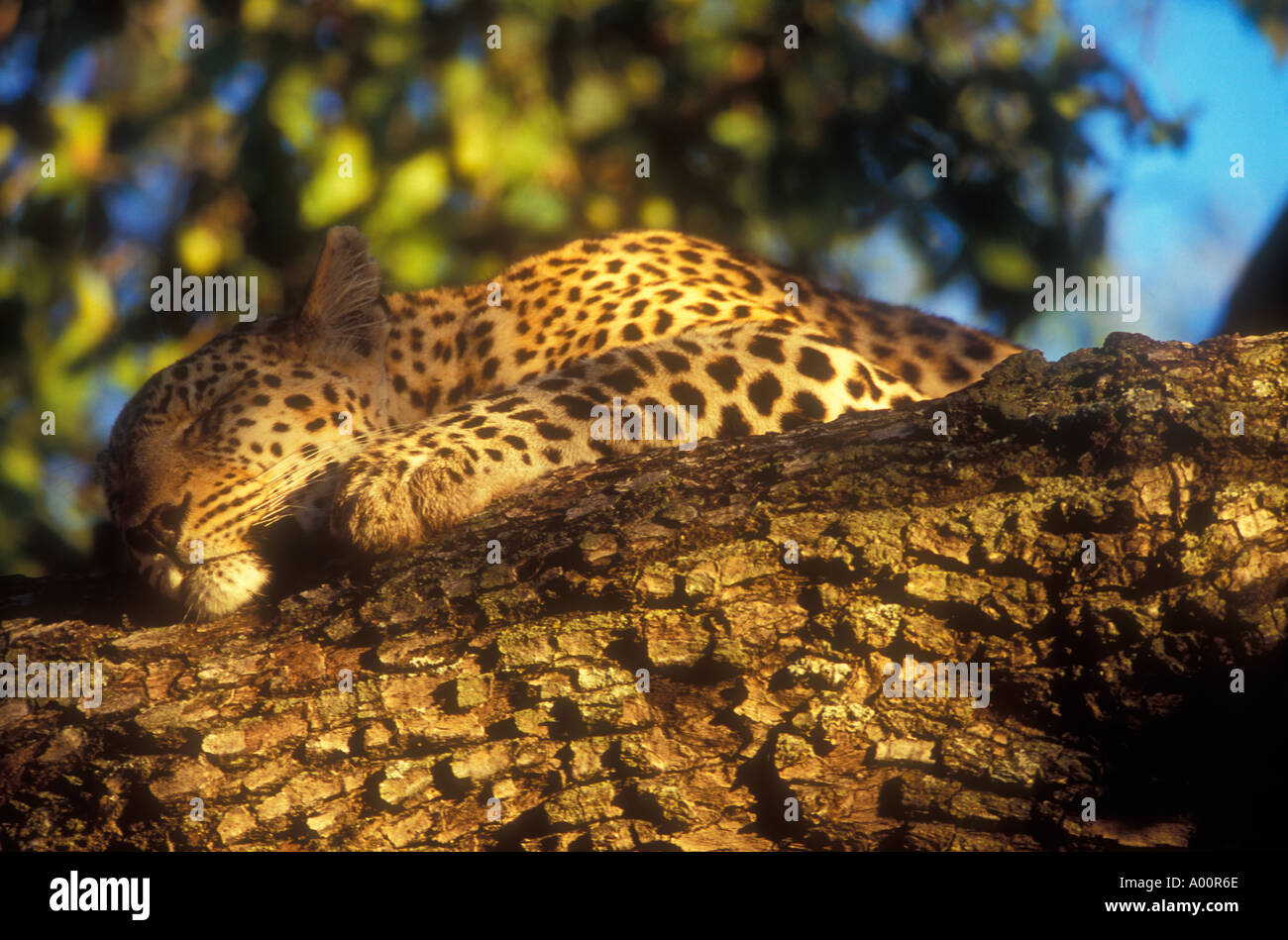 Leopard Panthera pardus in tree Stock Photo - Alamy