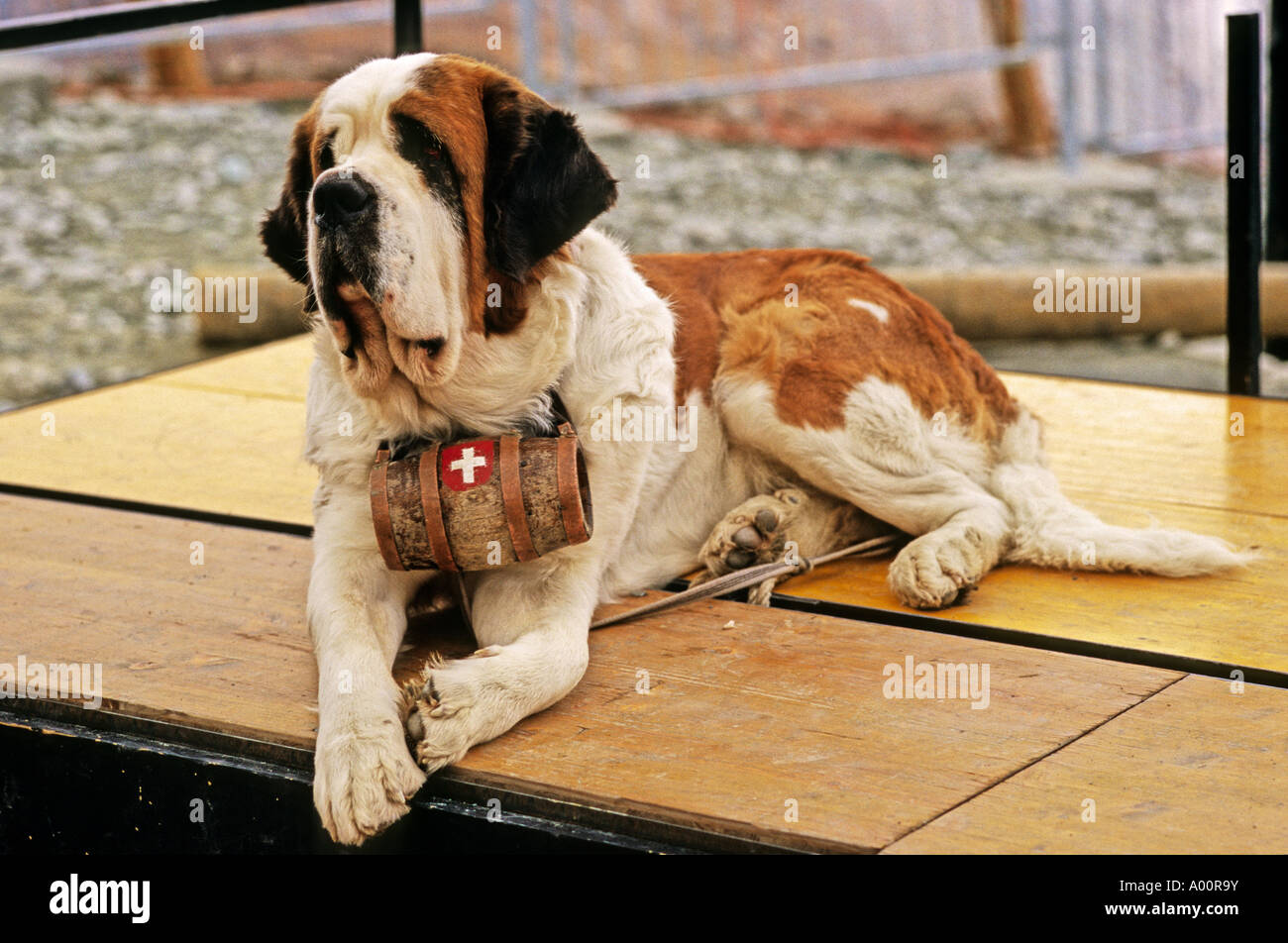 Bernard dog switzerland hi-res stock photography and images - Alamy