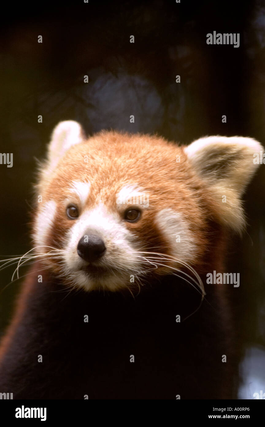 Red Panda Panda Airurus Fulgens Darjeeling ZOO garden West Bengal India ...
