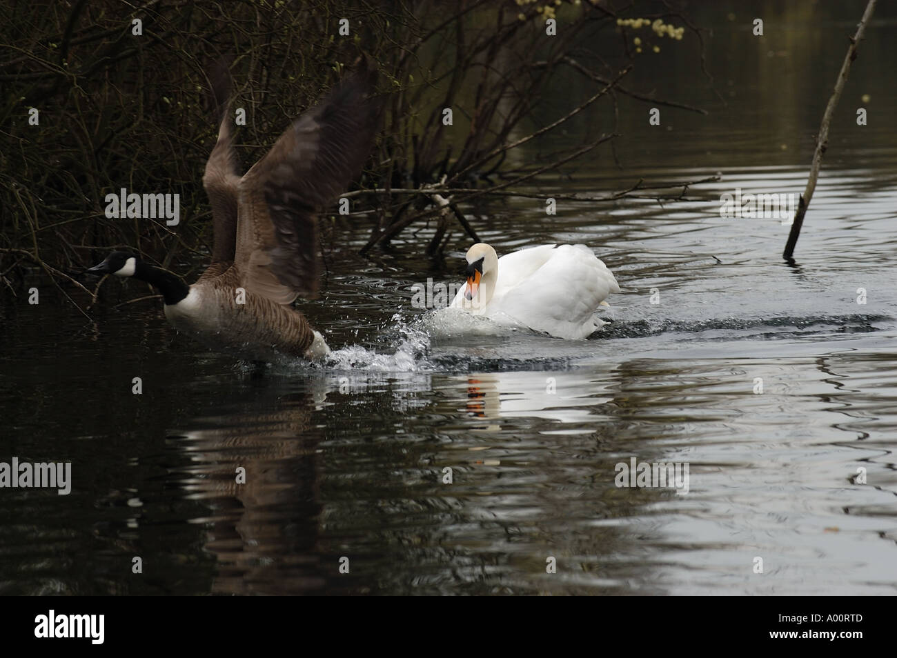 Mute Swan Chasing Canada Goose High Resolution Stock Photography and ...