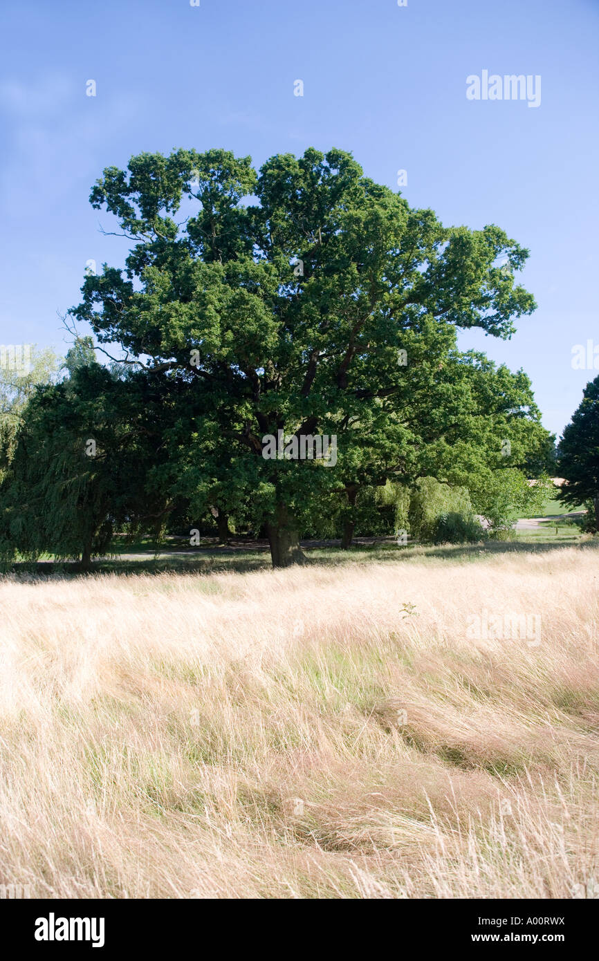 Visitor to hampstead heath hi-res stock photography and images - Alamy