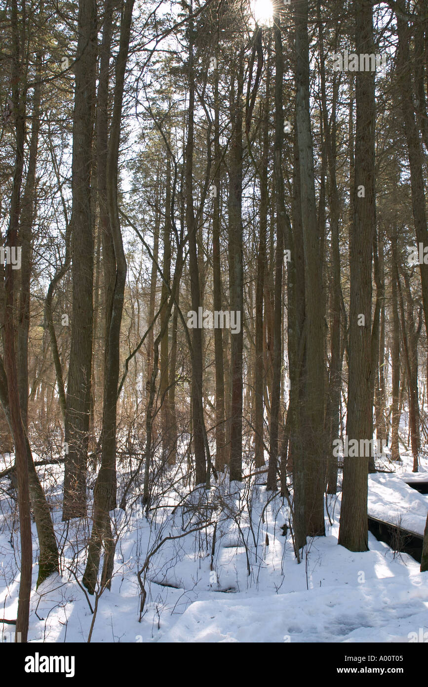 Poking through trees hi-res stock photography and images - Alamy