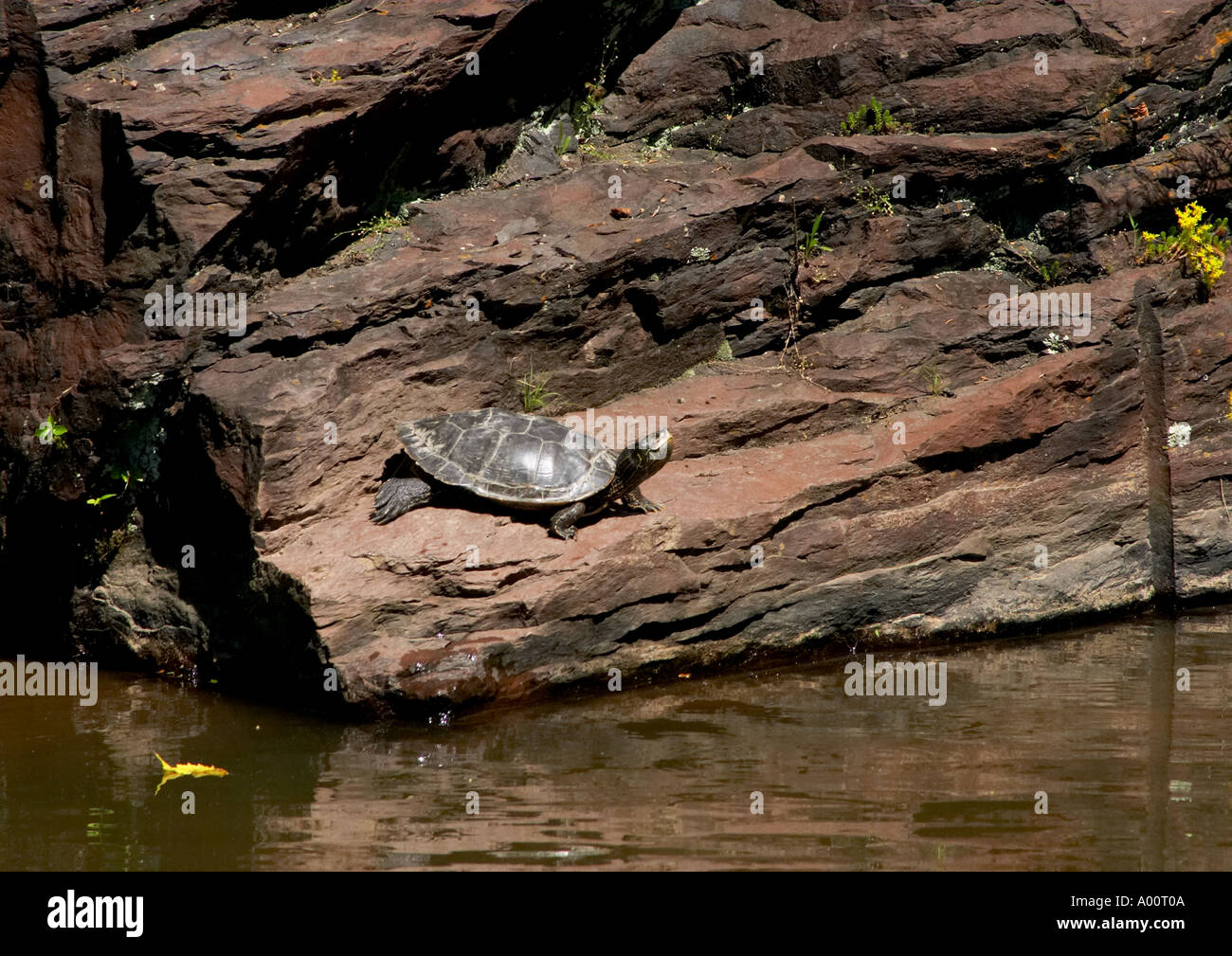 Box turtle mud hi-res stock photography and images - Alamy