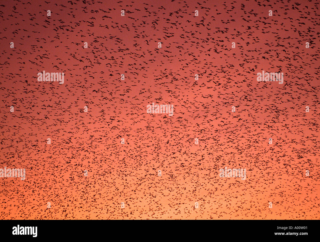 American blackbirds hi-res stock photography and images - Alamy