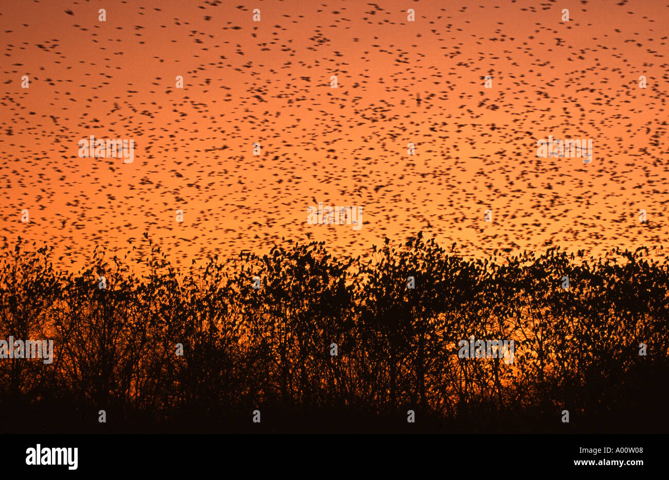 American blackbirds hi-res stock photography and images - Alamy