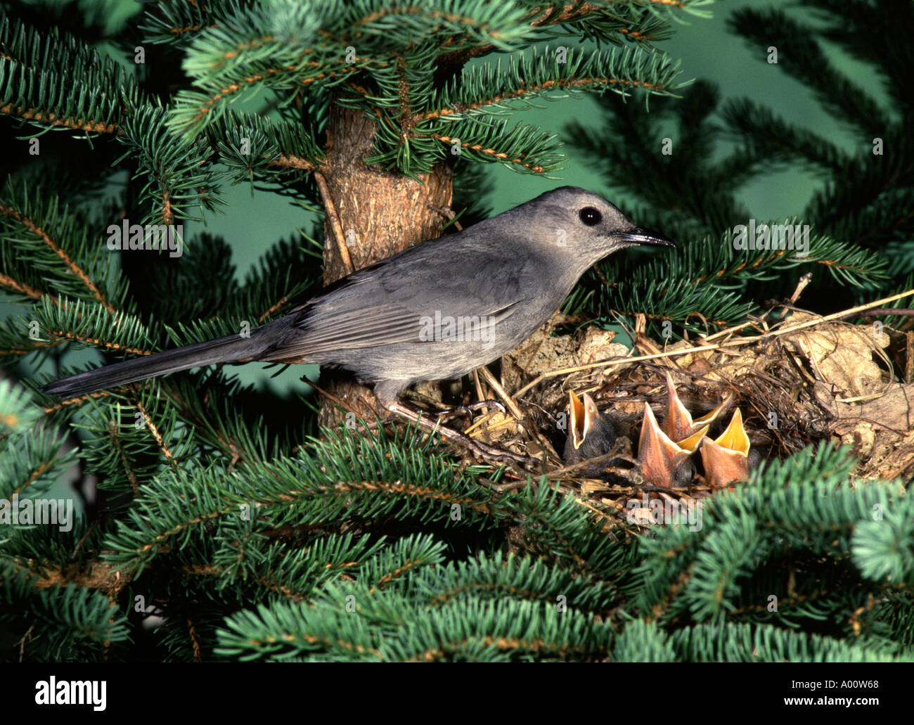 Catbird nest hi-res stock photography and images - Alamy