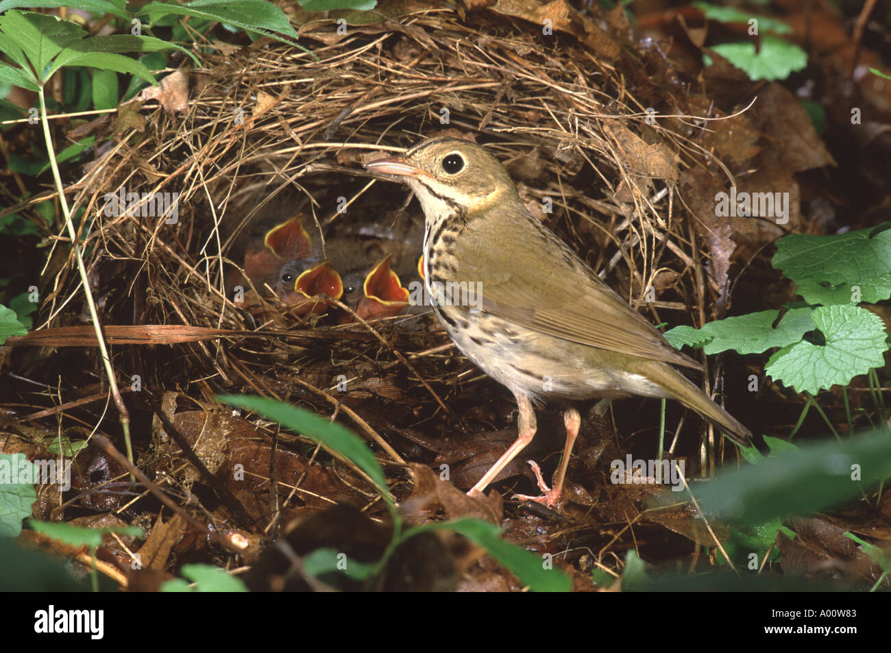 Ovenbird nest hi-res stock photography and images - Alamy