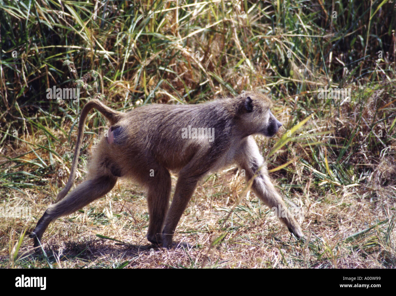 Baboon in profile walking in Malawi Stock Photo - Alamy