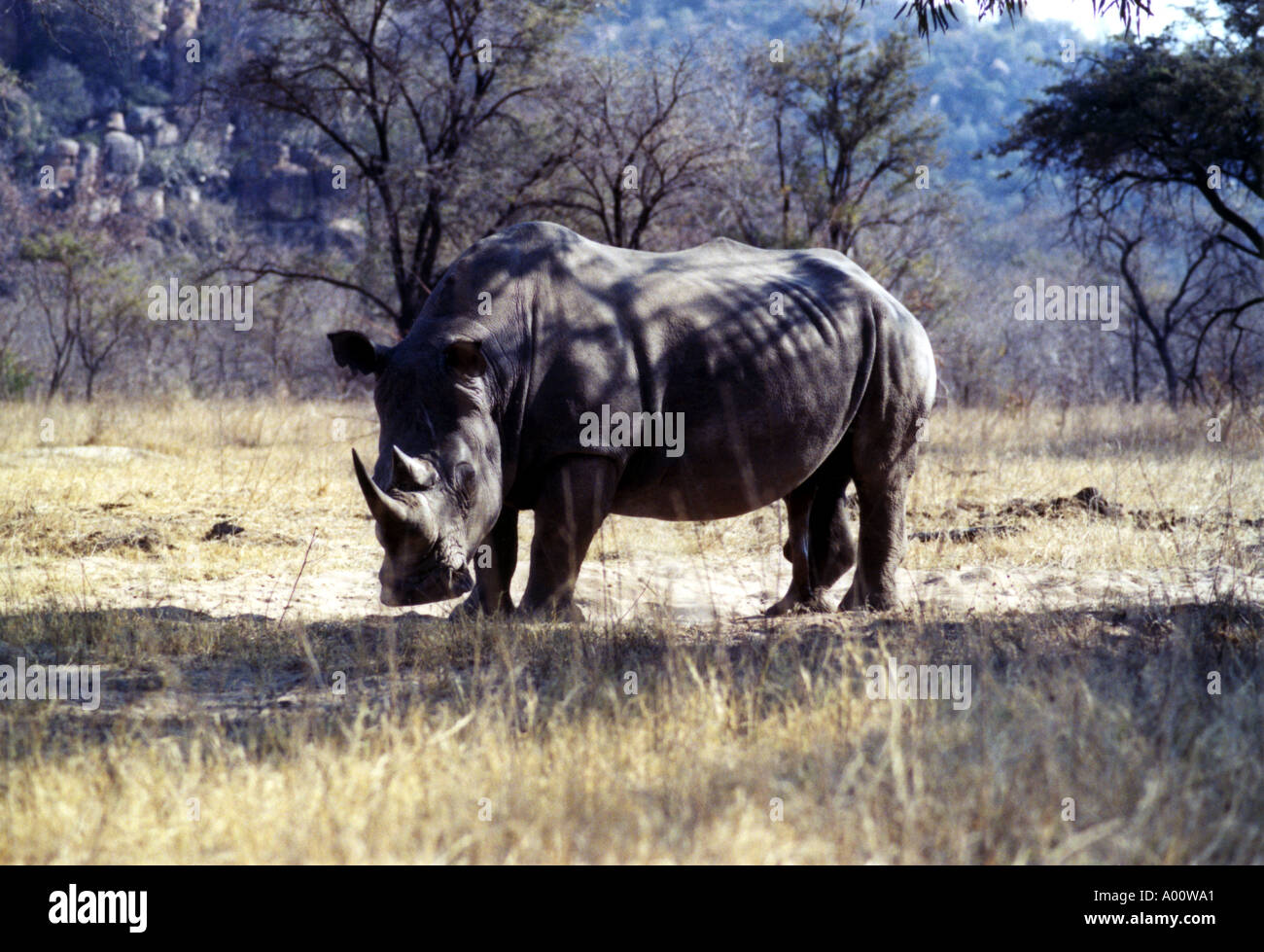 Rhinocerous profile hi-res stock photography and images - Alamy