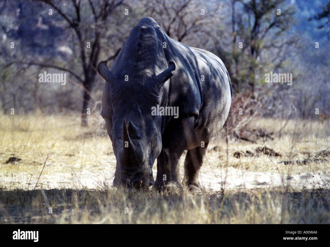 Adult male white rhino standing in Matopas National Park Zimbabwe Stock ...