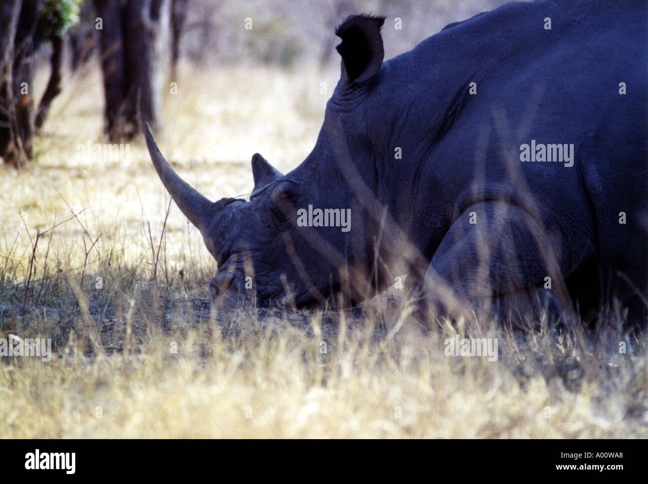 Adult male white rhino lying in Matopas National Park Zimbabwe Stock ...