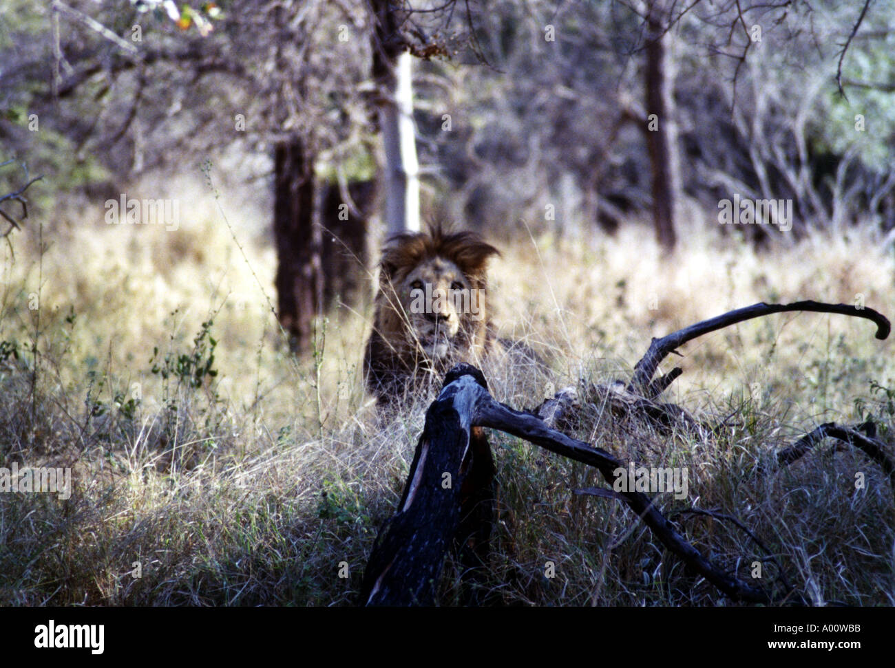 Male lion frontal in short grass Kruger NP South Africa Stock Photo - Alamy