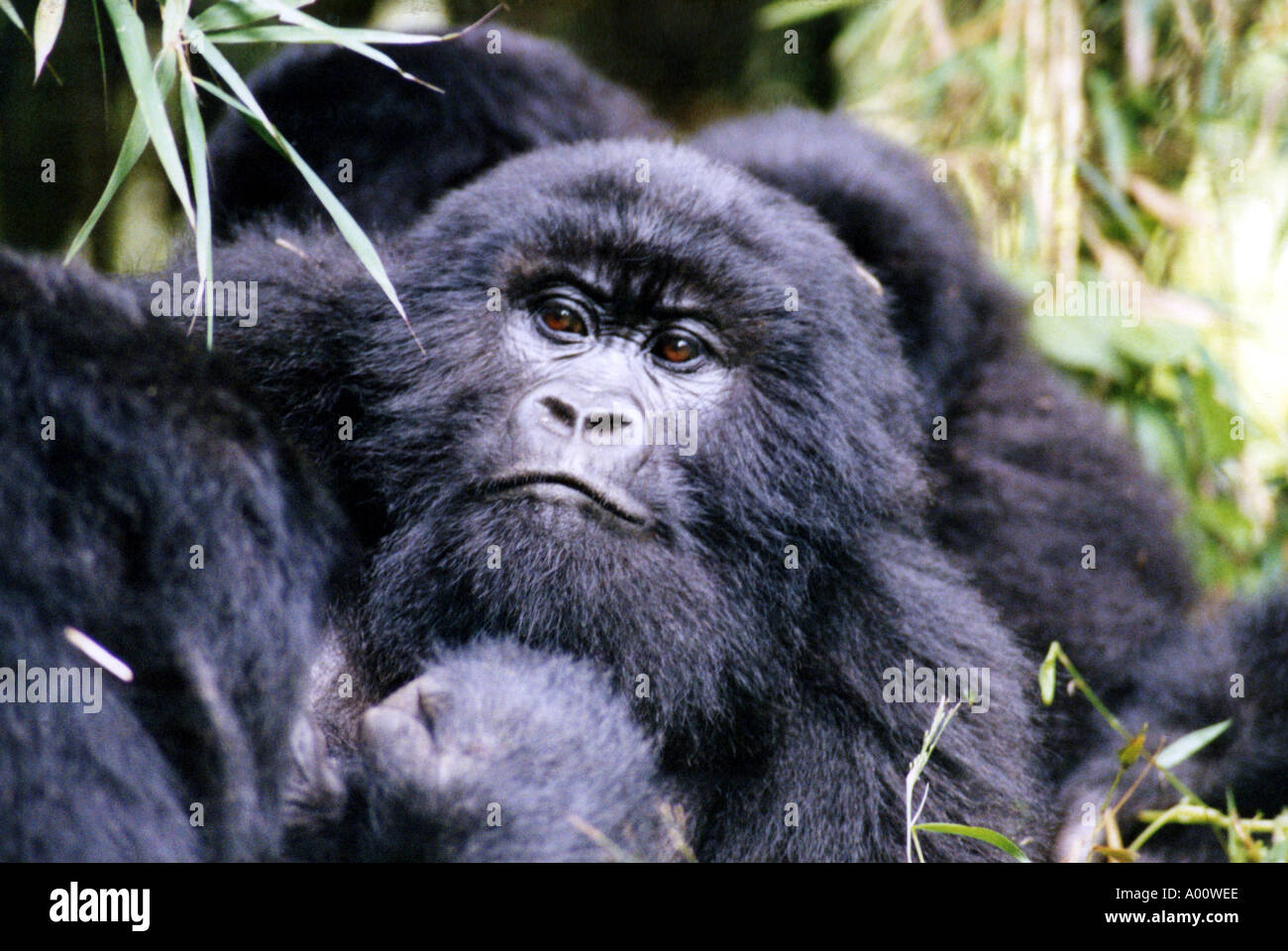 Human gorilla hand hi-res stock photography and images - Alamy
