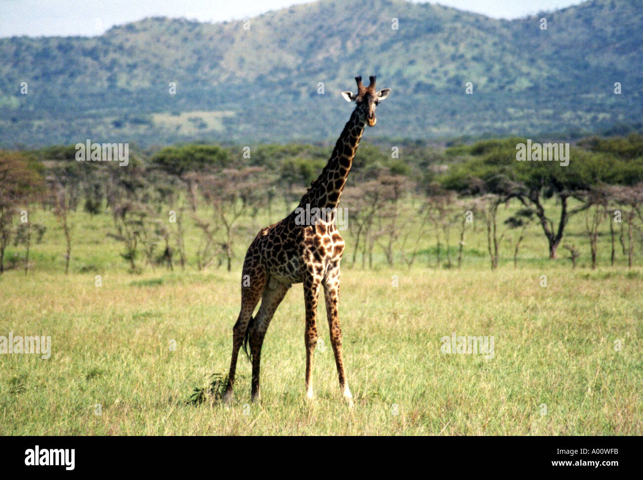 Semi profile hi-res stock photography and images - Alamy