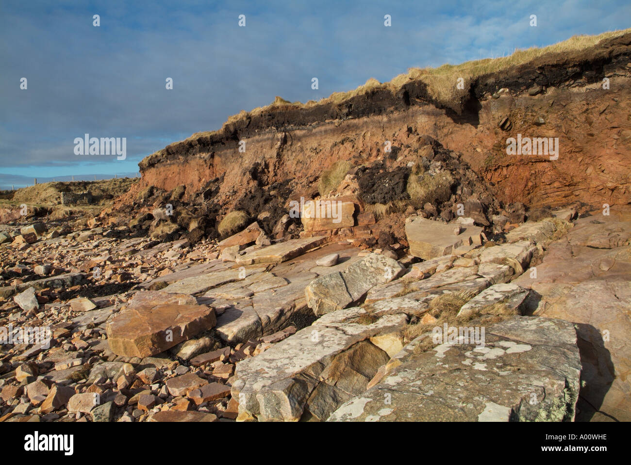dh Coastal erosion EROSION UK Grass bank corroded away below field ...