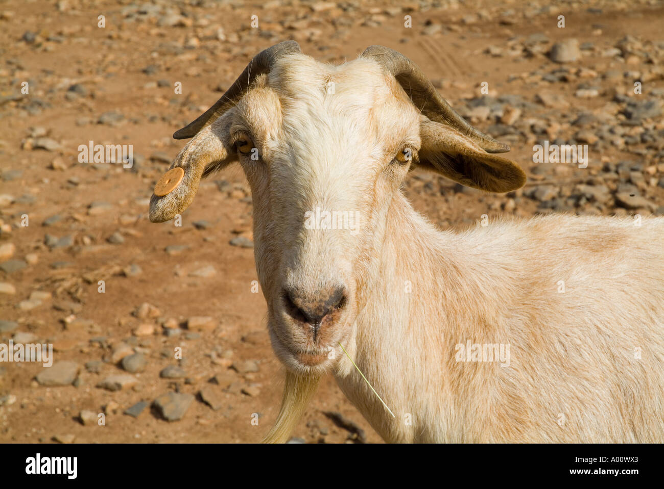 dh CAVALLERIA MENORCA Menorcan goat head face close up animal Stock ...