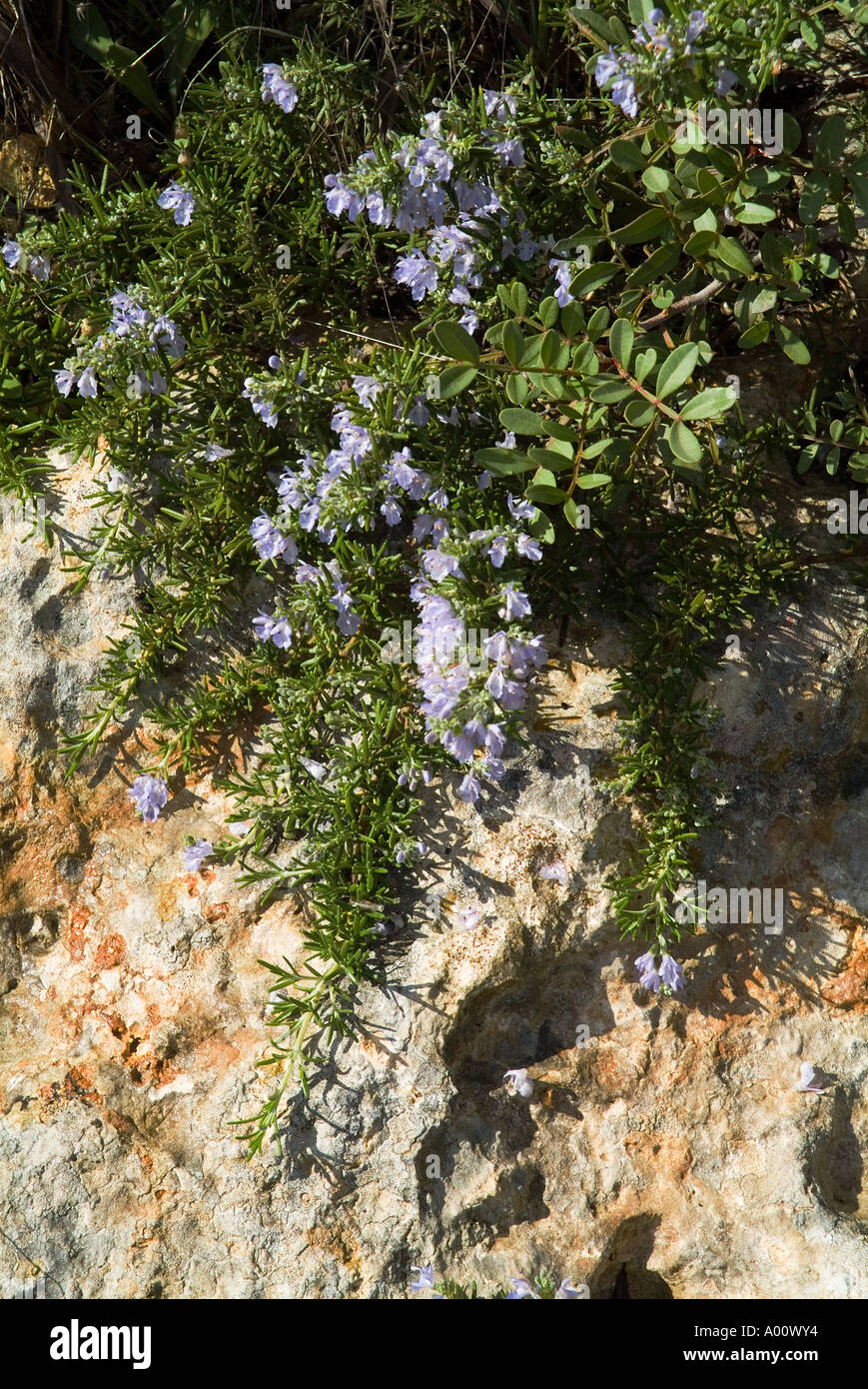 dh Rosmarinus officinalis ROSEMARY FLORA Rosemary flowers growing out ...