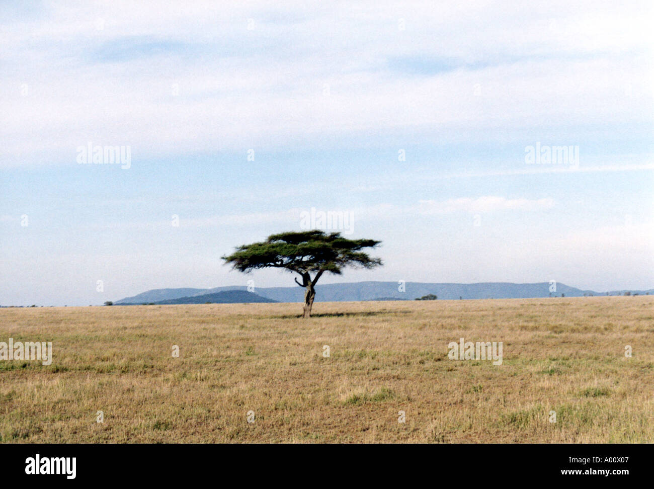 Serengeti tree lone hi-res stock photography and images - Alamy