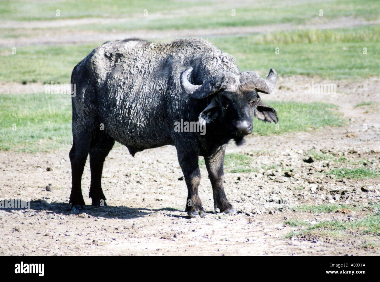 Muddy buffalo standing in Ngorongoro Crater Tanzania Stock Photo - Alamy