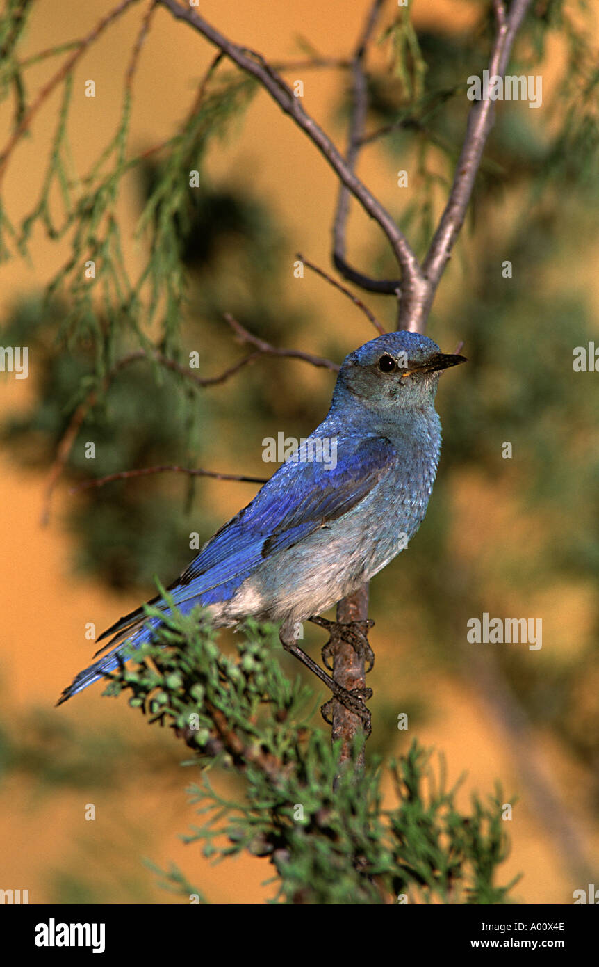 Mountain Bluebird Vertical Stock Photo - Alamy