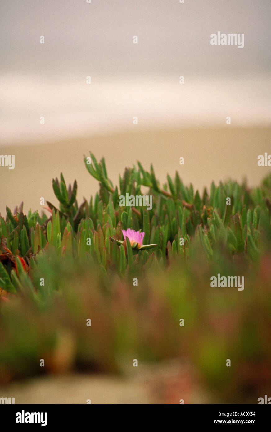 Flowering succulants Point Reyes California Stock Photo - Alamy