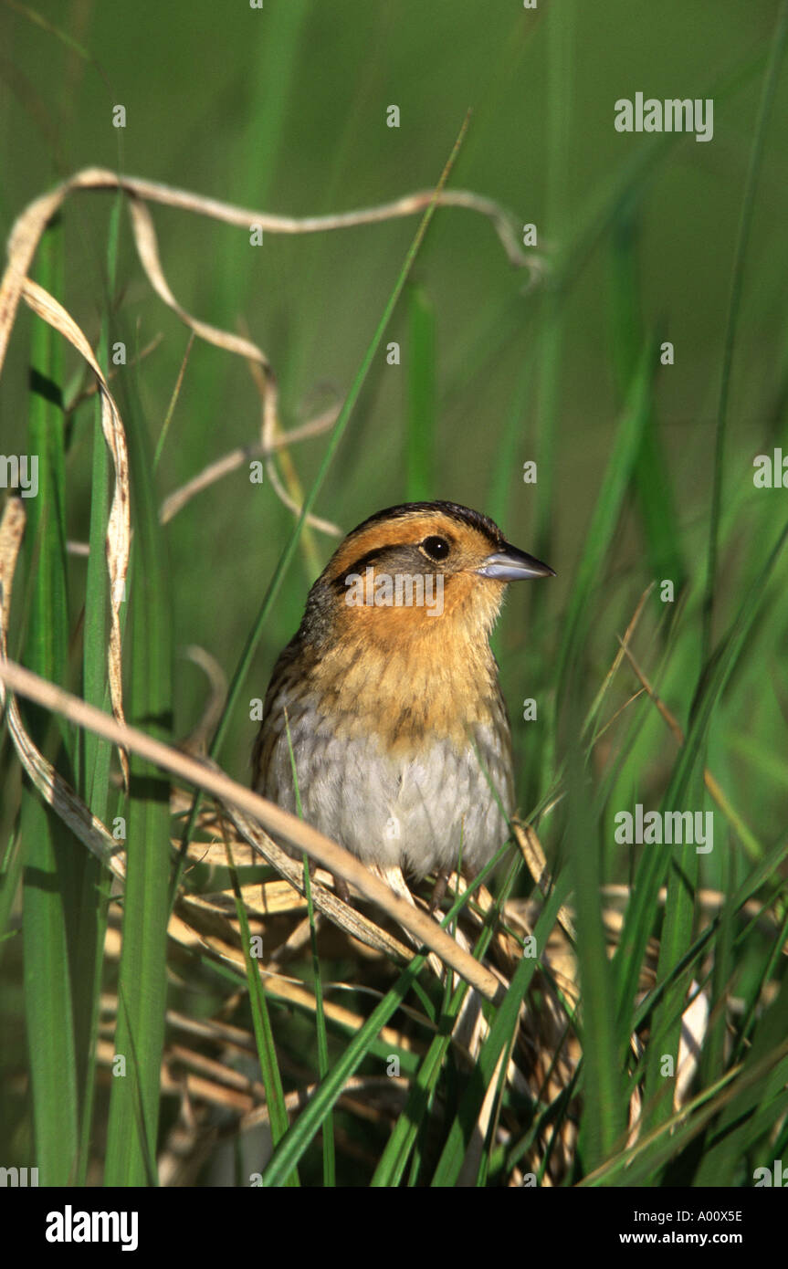 Sharp tailed sparrow hi-res stock photography and images - Alamy