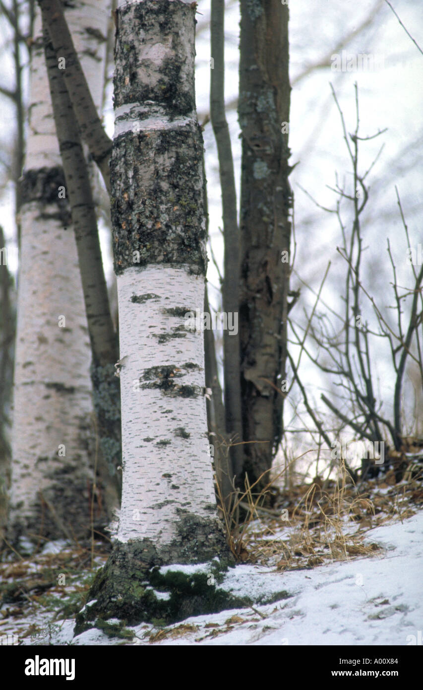 Birch trees in winter Cascade River Minnesota Stock Photo - Alamy
