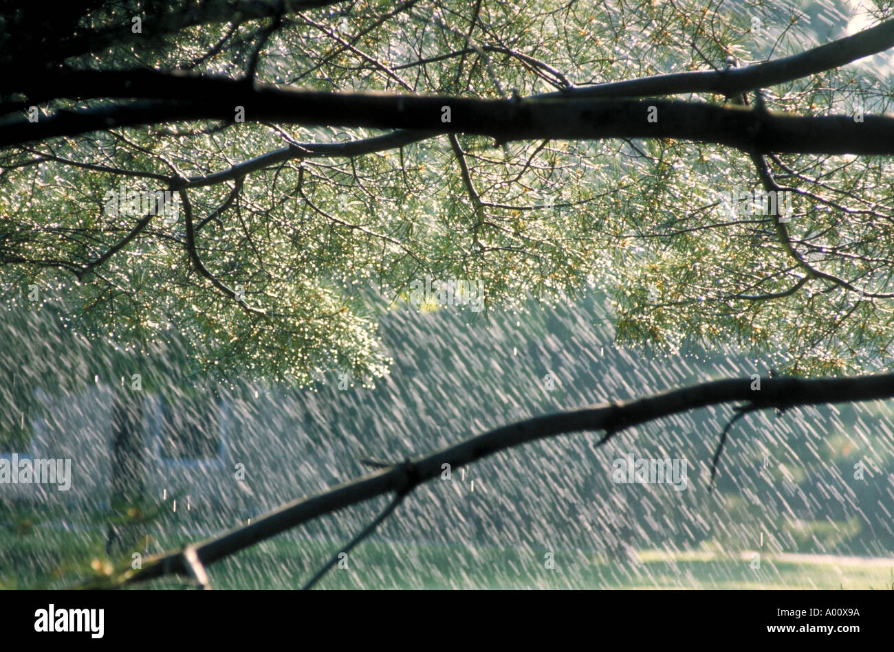 Rain falling through trees hi-res stock photography and images - Alamy