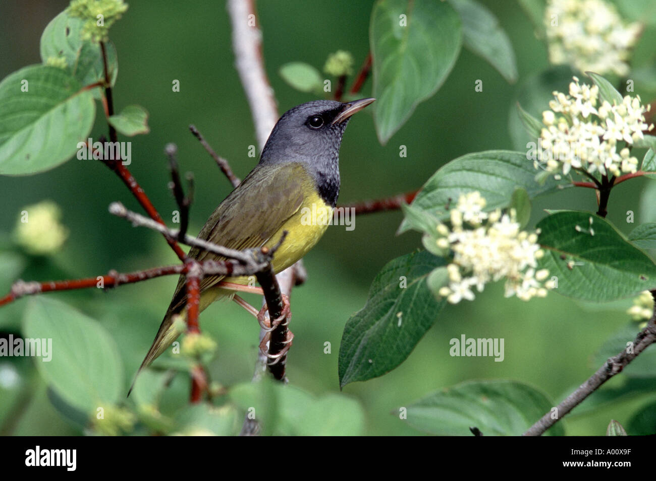 Mourning warblers hi-res stock photography and images - Alamy