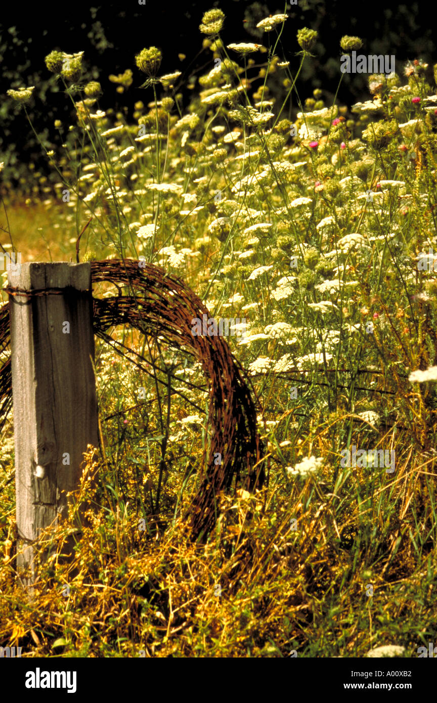 Roll of barbed wire and weeds Fedric Wisconsin Stock Photo - Alamy