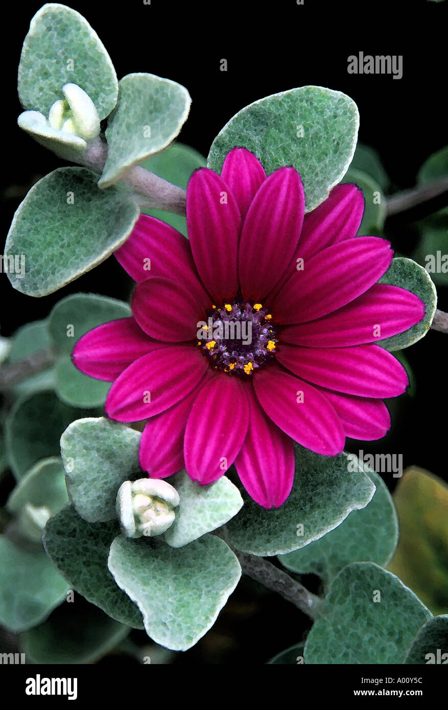 Springstar hi-res stock photography and images - Alamy