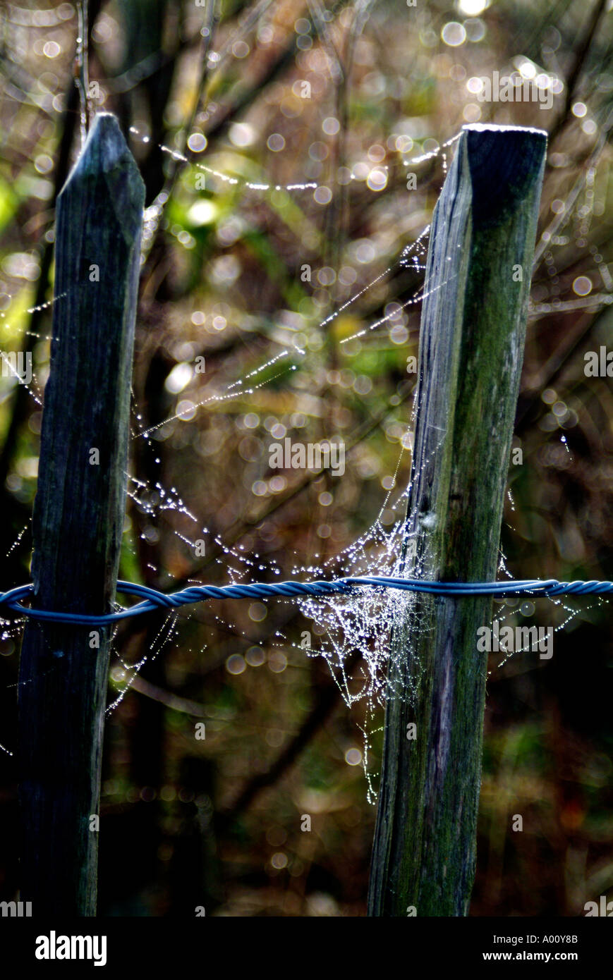 Spiders web with morning dew on fence Stock Photo - Alamy
