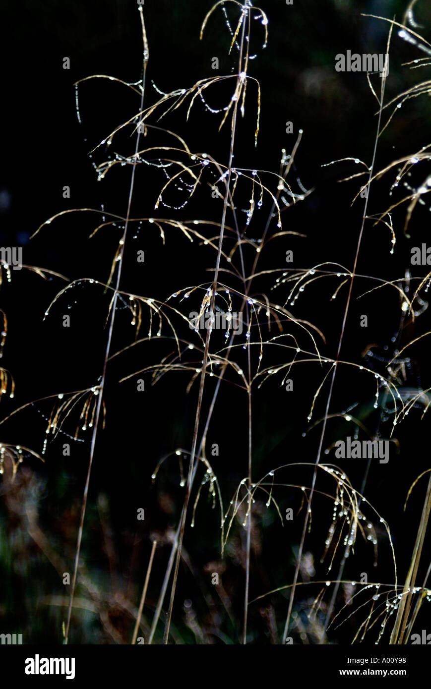 Upright grass plants hi-res stock photography and images - Alamy