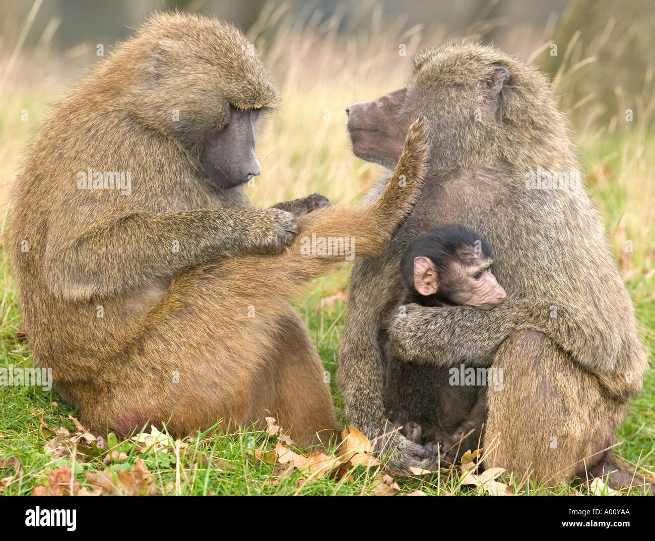 Monkey mother parent anubis hi-res stock photography and images - Alamy