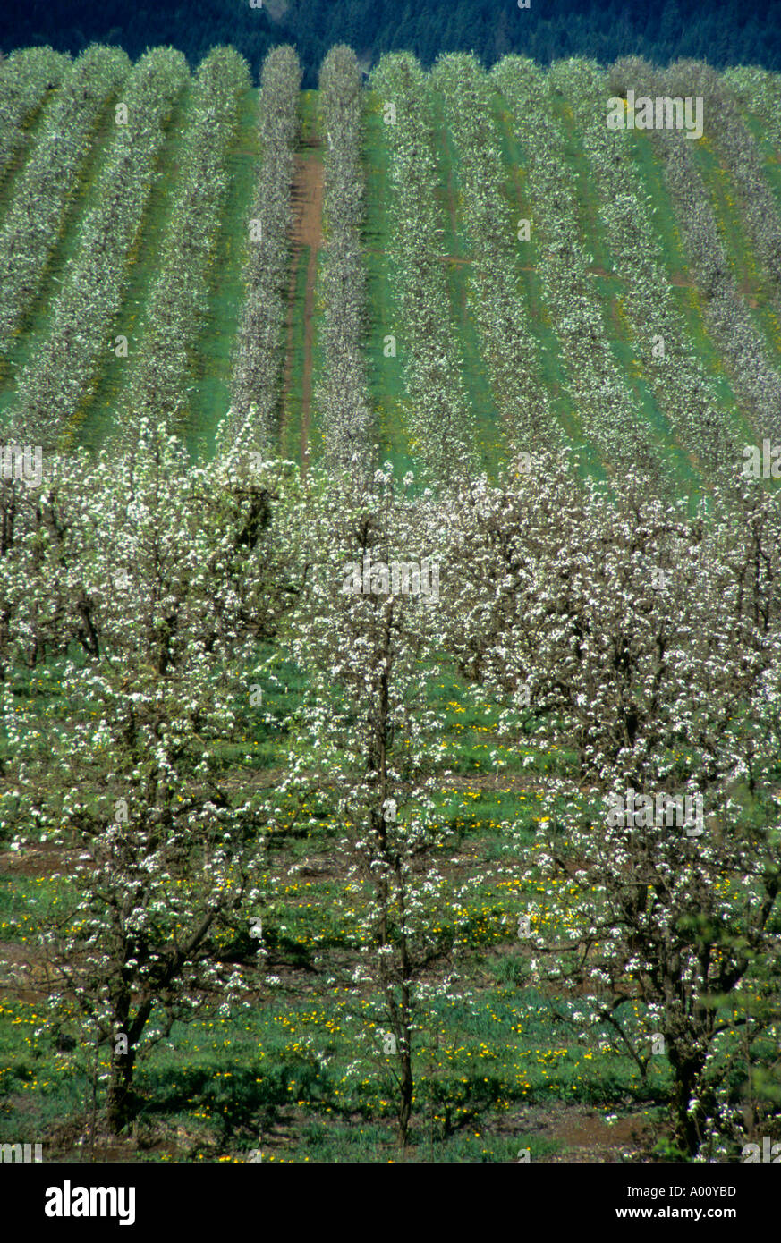 Pear Orchard in Spring Stock Photo - Alamy