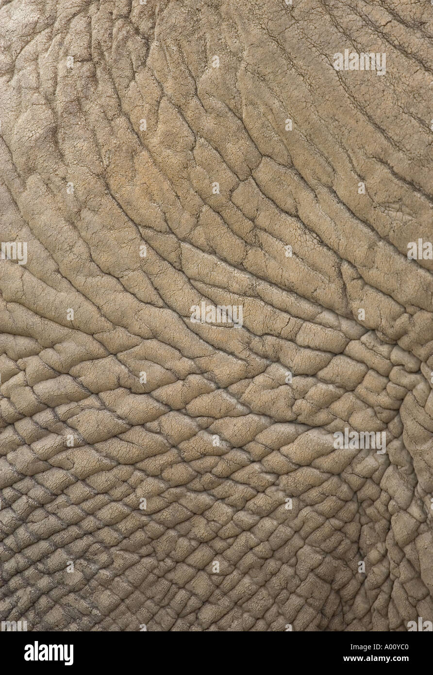 AFRICAN ELEPHANT SKIN Stock Photo - Alamy