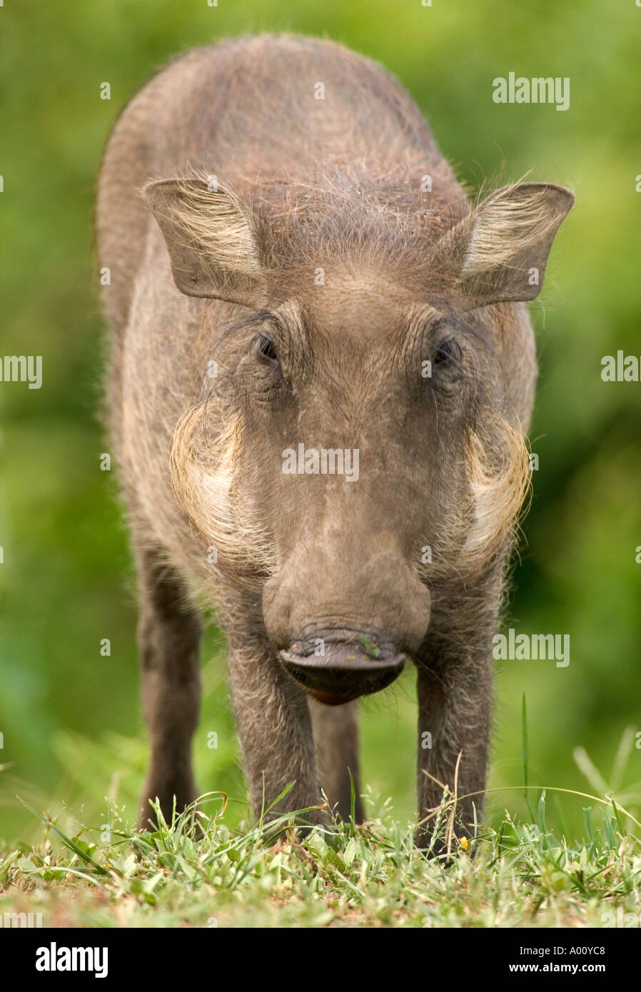 WARTHOG Phacochoerus aethiopicus Stock Photo - Alamy