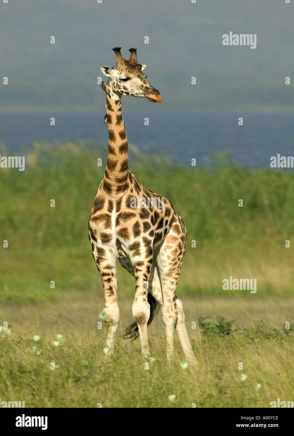 MALE GIRAFFE UGANDA Stock Photo - Alamy