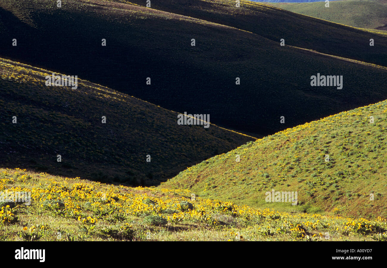 Spring flowers in the Columbia Gorge Stock Photo - Alamy