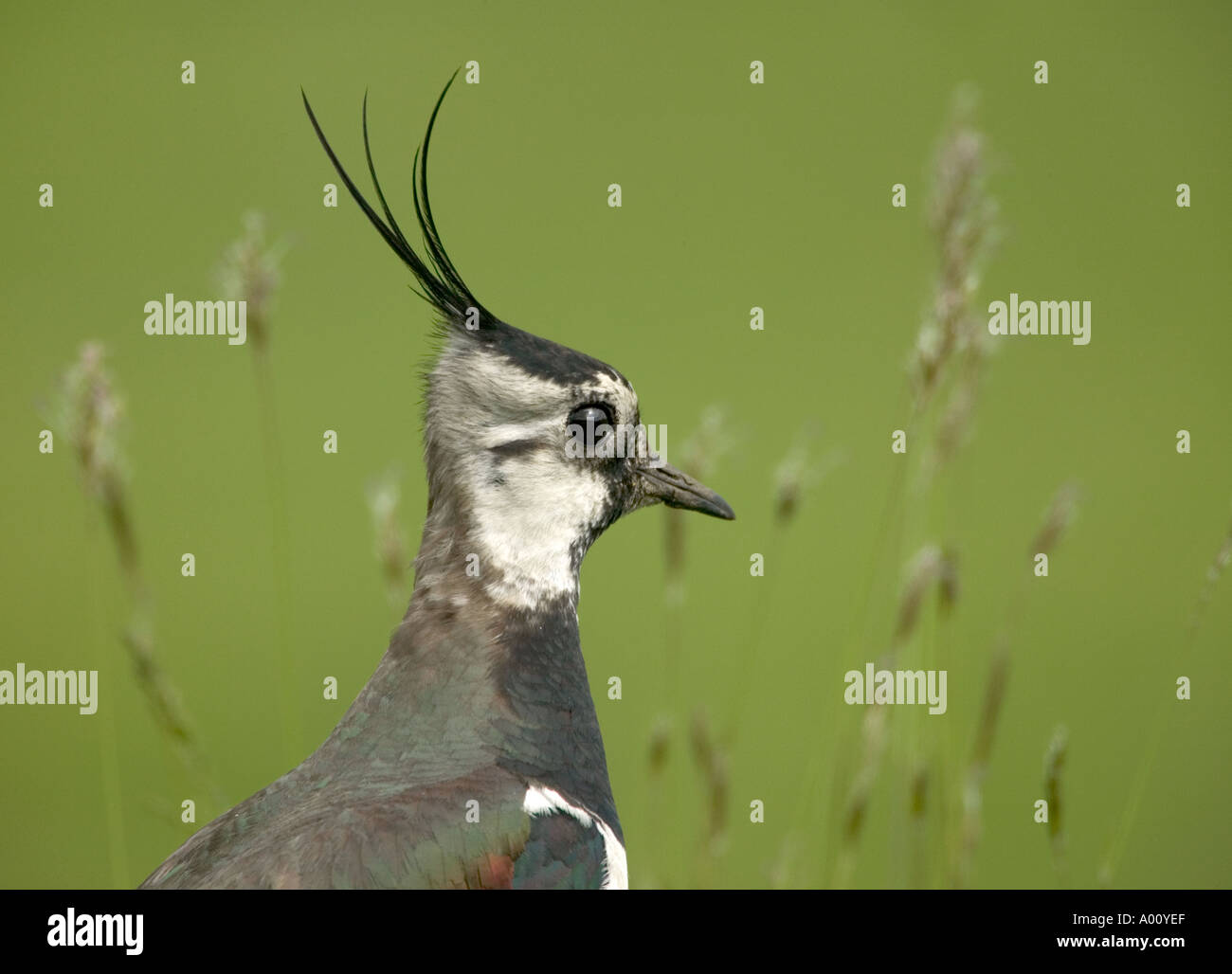 Lapwing britain hi-res stock photography and images - Alamy