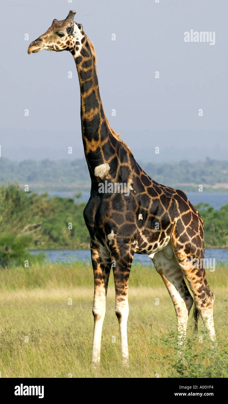 MALE GIRAFFE UGANDA Stock Photo - Alamy